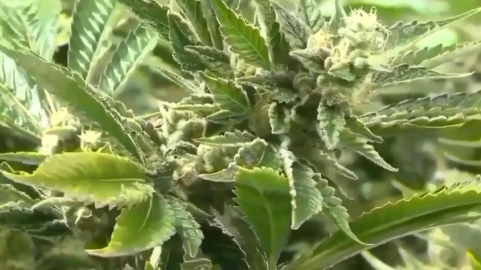 Pennsylvania legislators introduce bill for regulation & treatment of ... Pennsylvania legislators introduce bill for regulation & treatment of ...