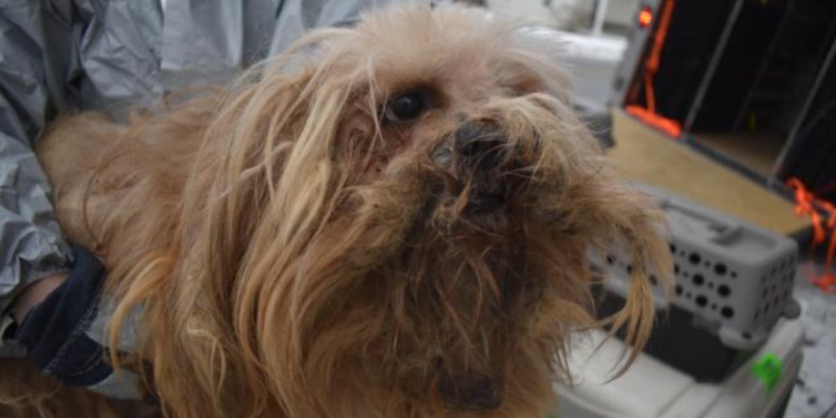 Police execute search warrant for possible animal neglect in Springfield Police execute search warrant for possible animal neglect in Springfield